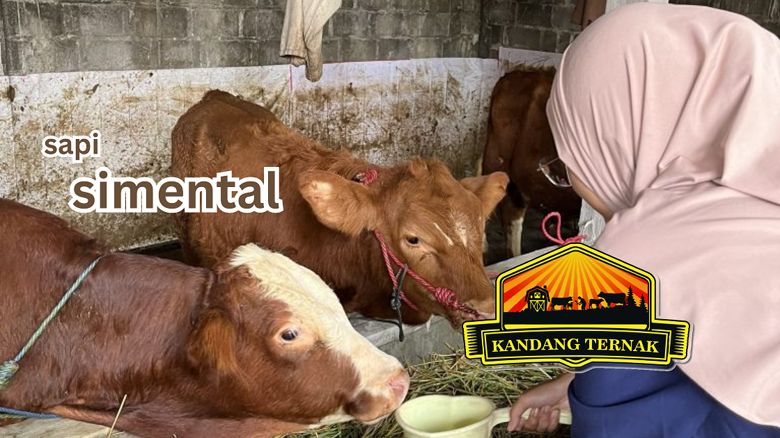Sapi simental | Kandang Ternak - KandangTernak
